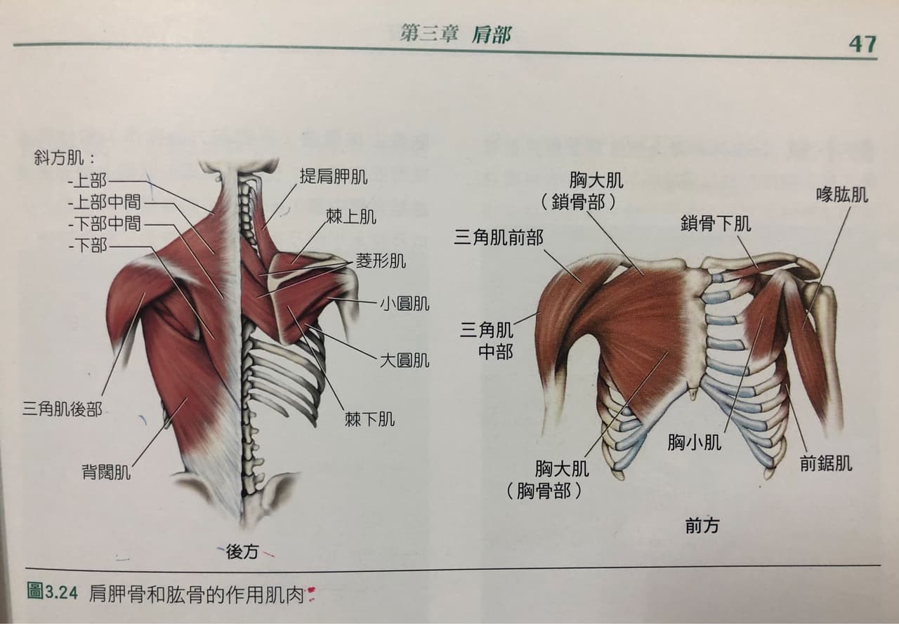 「練胸，胸部變大」女生請進！（文長）6/15更 - B55 留言 | Dcard