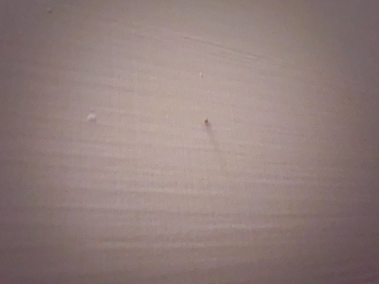 請益 請問這是什麼蟲子? 昆蟲板 Dcard