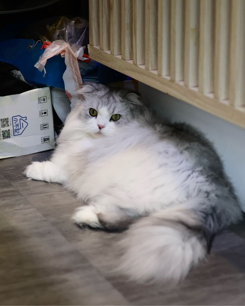 有人看過長毛的御飯糰嗎🍙😻 - 雞腿小公主 (@rei_1998) | Dcard