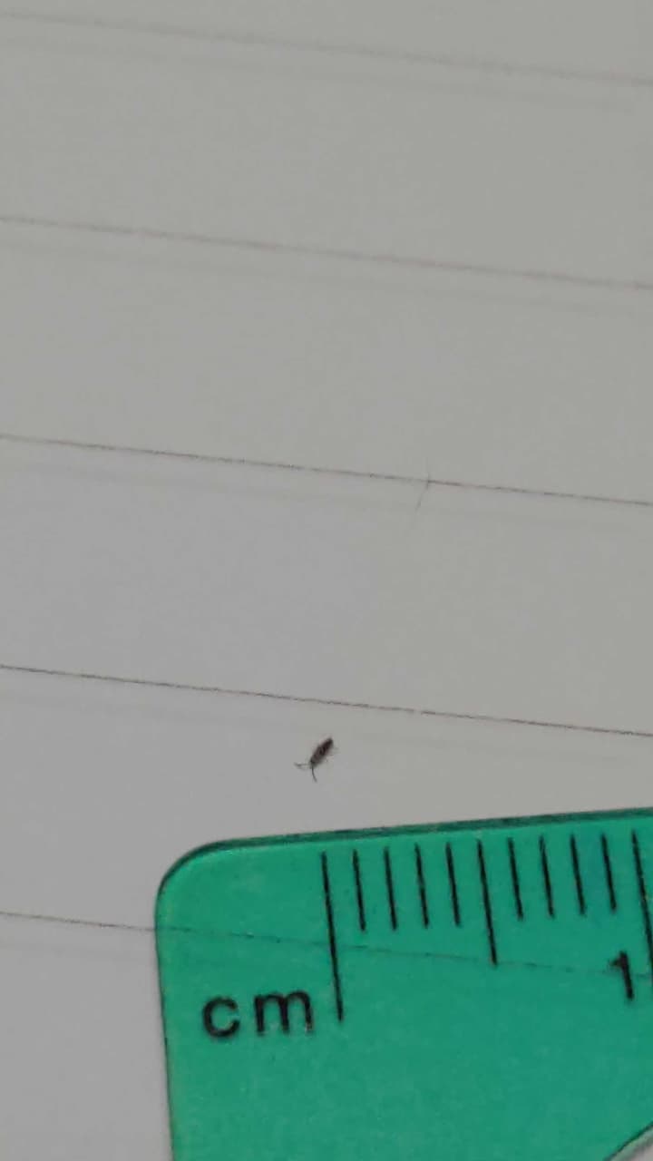 鑑定 鑑定 請問這是什麼蟲? 昆蟲板 Dcard