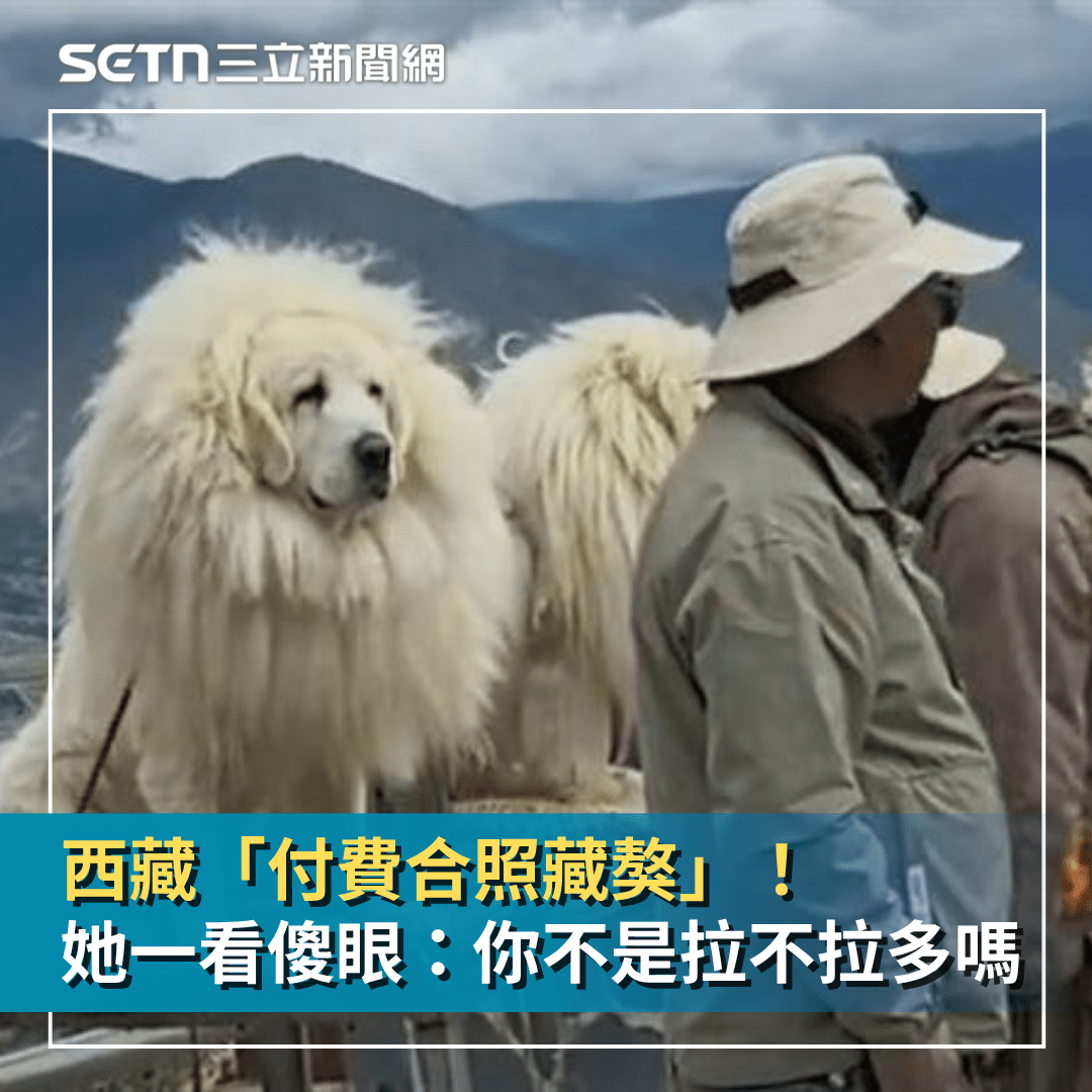 西藏「付費合照藏獒」！她一看傻眼了：你不是拉不拉多嗎 - SETN三立新聞網 (@setn54) | Dcard
