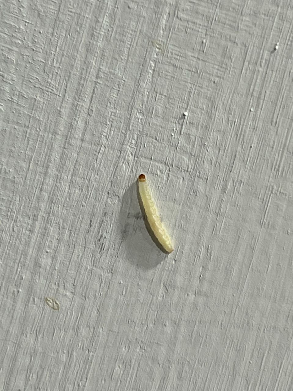 鑑定 這是什麼蟲？ 昆蟲板 Dcard
