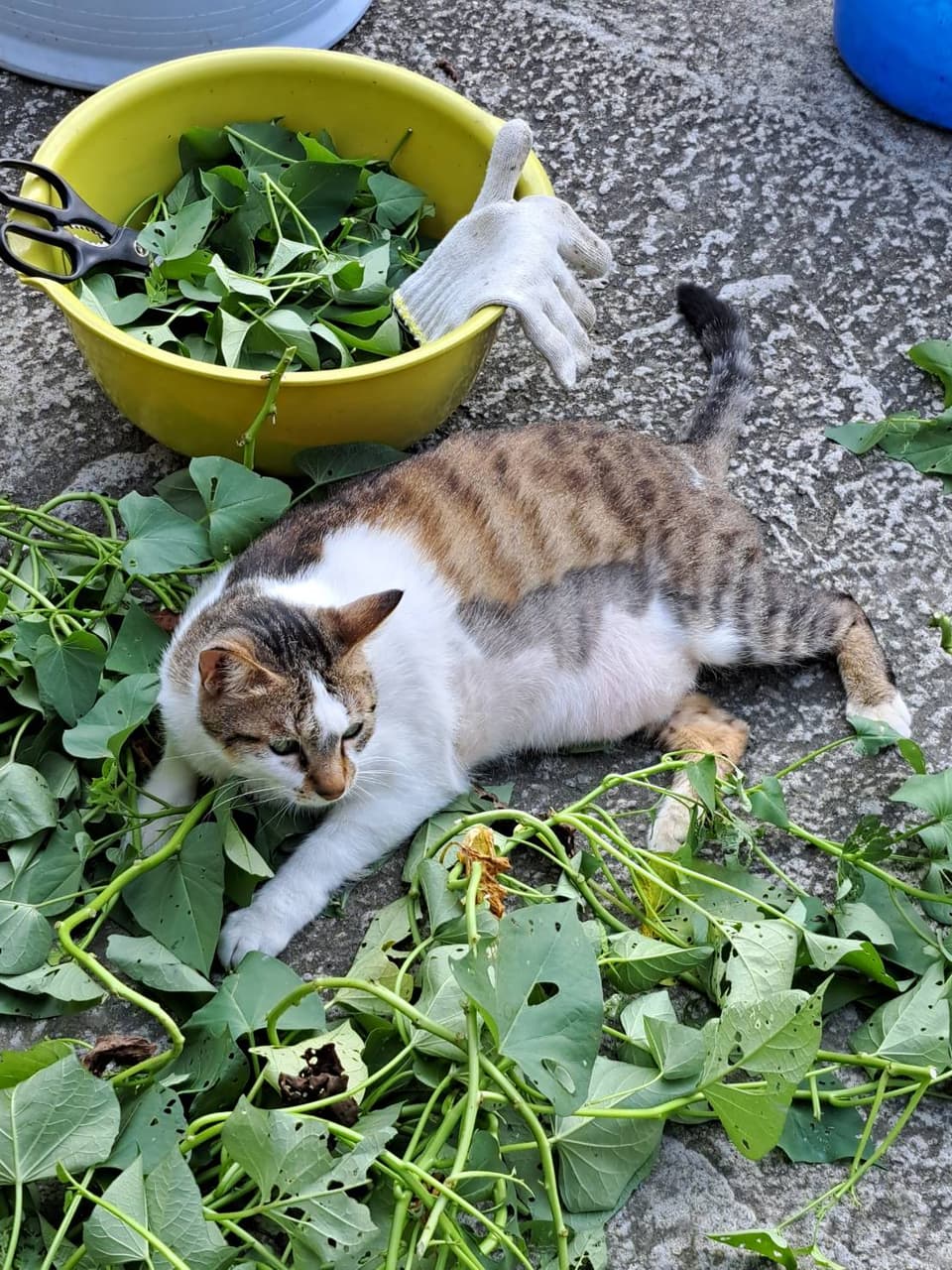 貓咪-喜歡吃菜的貓 - 與憂鬱共存 (@tyt0030) | Dcard