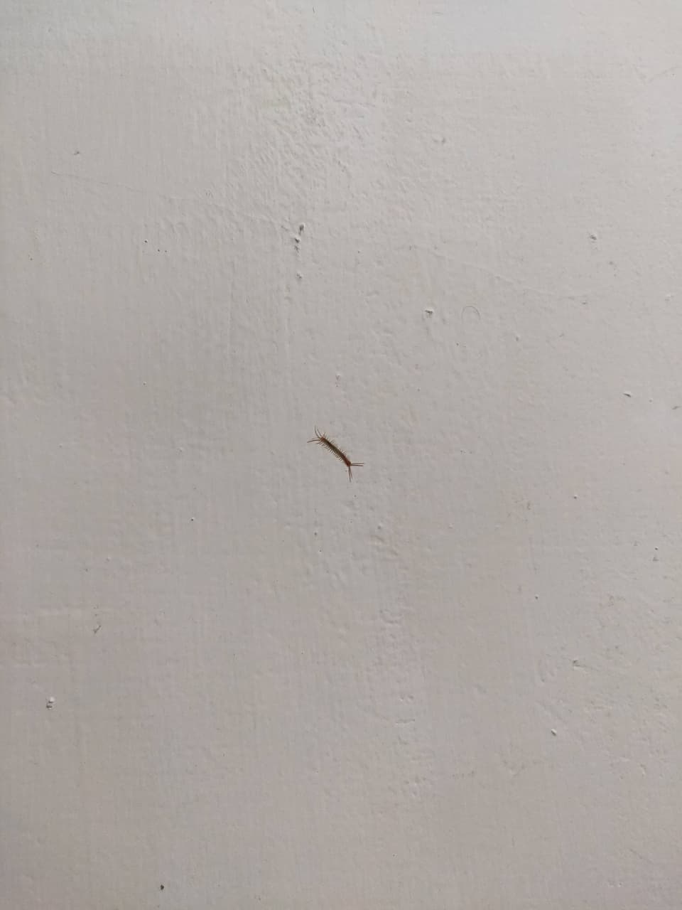 鑑定 請益 這是什麼蟲 昆蟲板 Dcard