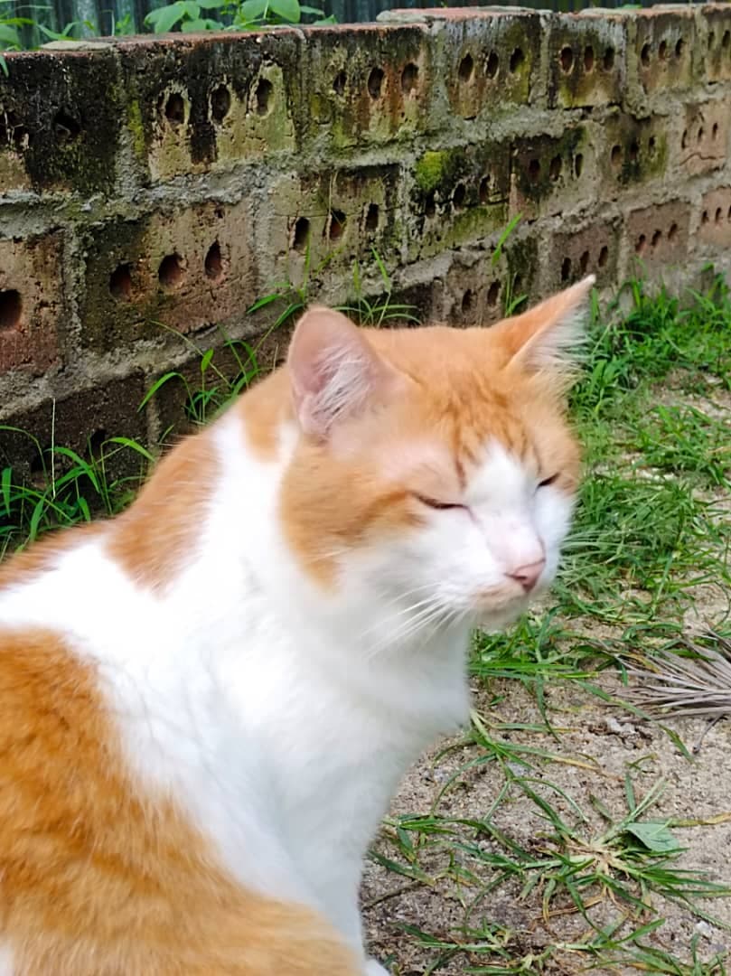 摆pose的猫 - MY_Pets板 | Dcard