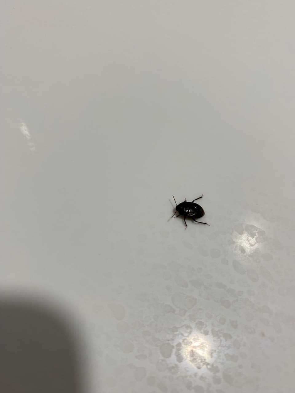 鑑定 請問這是蟑螂嗎? 昆蟲板 Dcard
