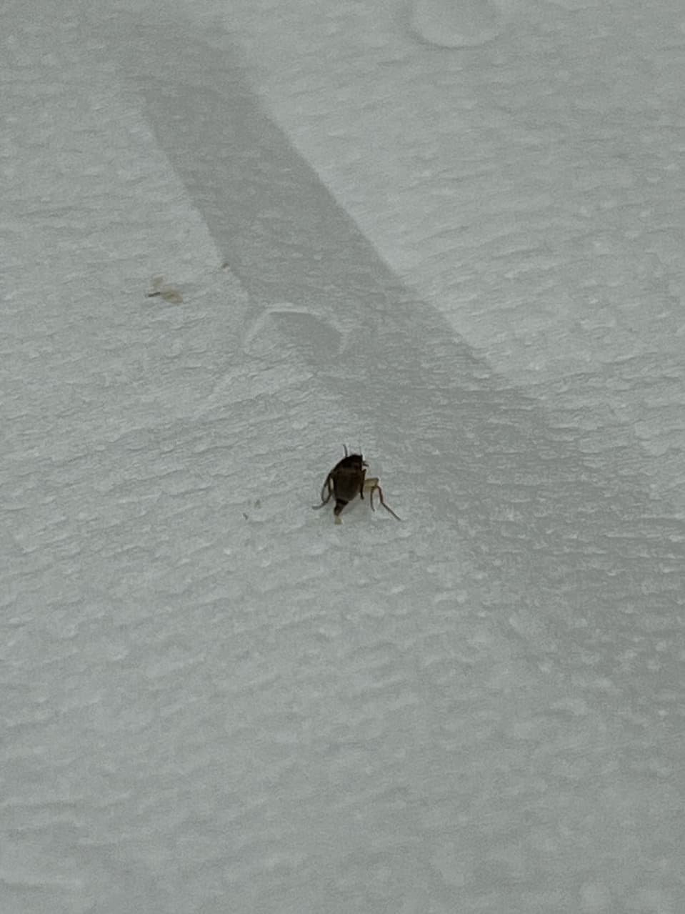 請益 請益 這是什麼蟲 昆蟲板 Dcard