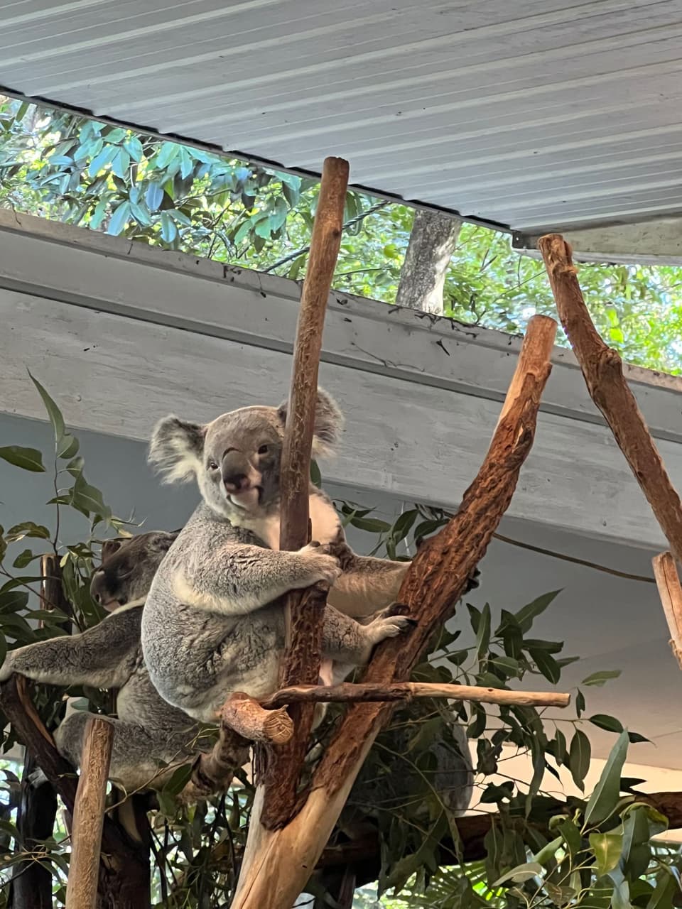 #國外 Brisbane 說走就走的 Lone Pine Koala Sanctuary 之旅 - 旅遊板 | Dcard