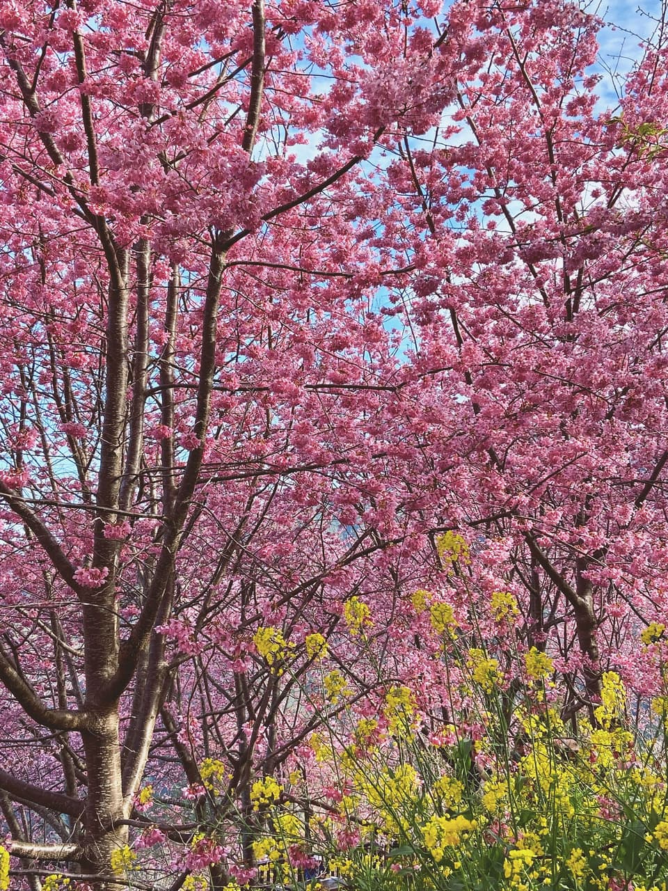 凌晨五點出門的追櫻日記🌸 - 遊台灣。趣旅行 (@sandy_1995) | Dcard