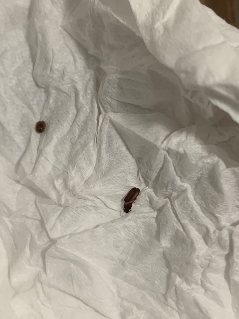 鑑定 鑑定 請問這是什麼蟲子? 昆蟲板 Dcard