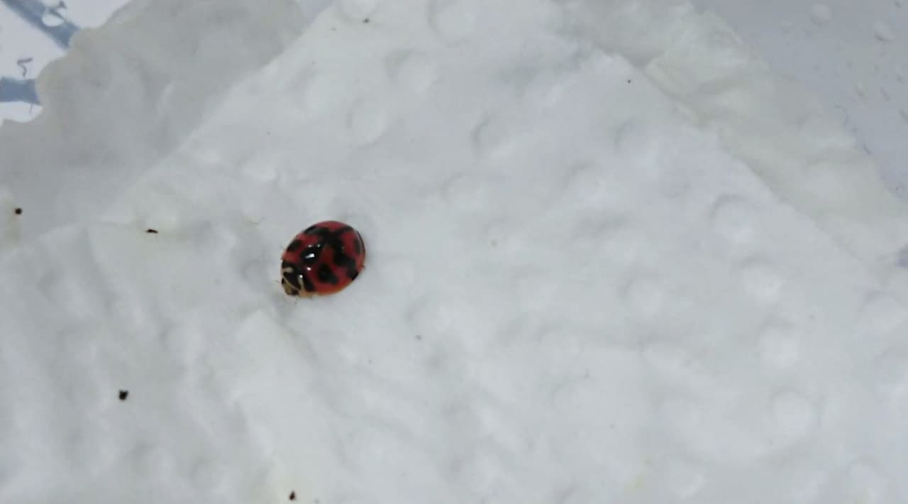 分享 六條瓢蟲🐞 昆蟲板 Dcard