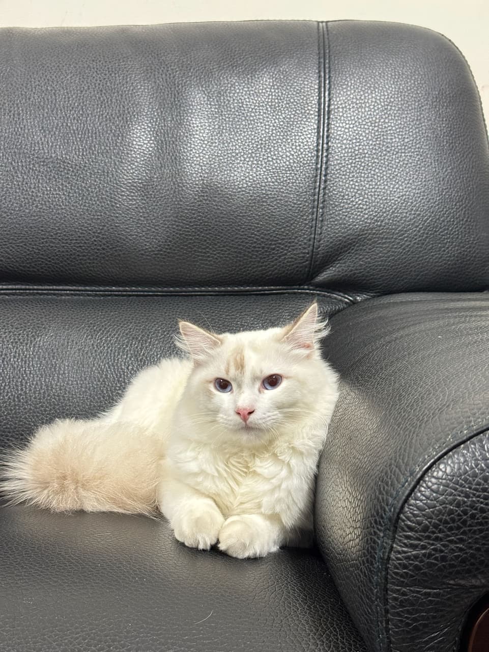 哈囉 好酷的功能 貓咪說哈囉 - 醺醺Xavier (@mmmboyfan) | Dcard