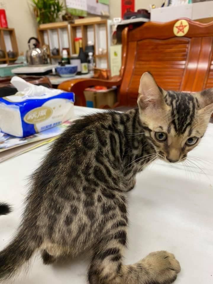 （最終更🎉）領養到豹貓….!！（圖多） - B60 留言 | Dcard