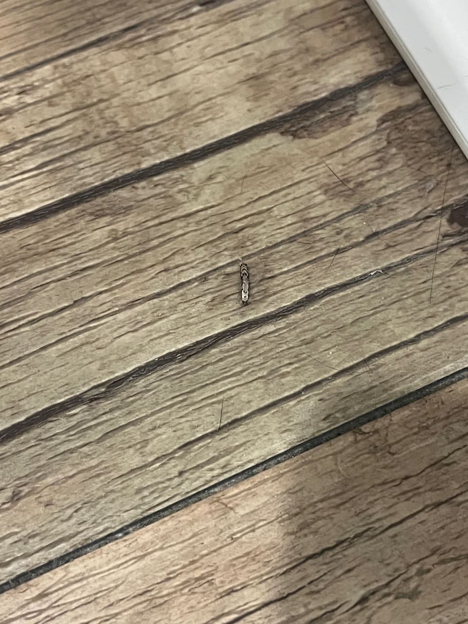 請益 這是什麼種類? 昆蟲板 Dcard