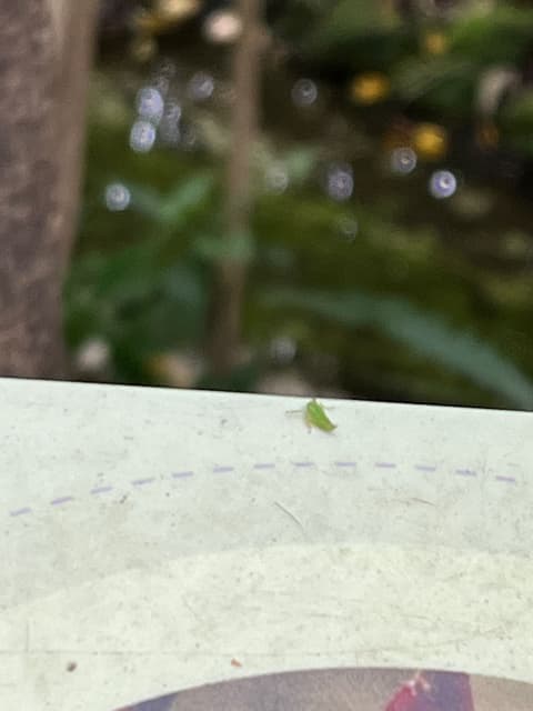 鑑定 請問一下這是什麼蟲蟲 昆蟲板 Dcard