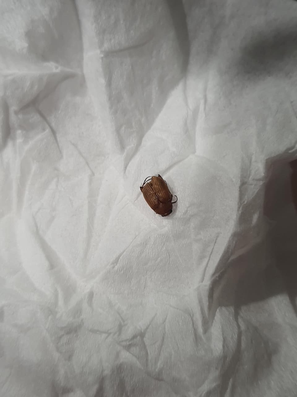 發問 請問這是什麼蟲 問答板 Dcard