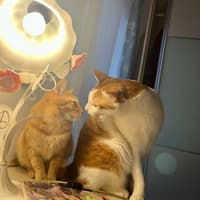 布丁貓 (@putingcat) | Dcard