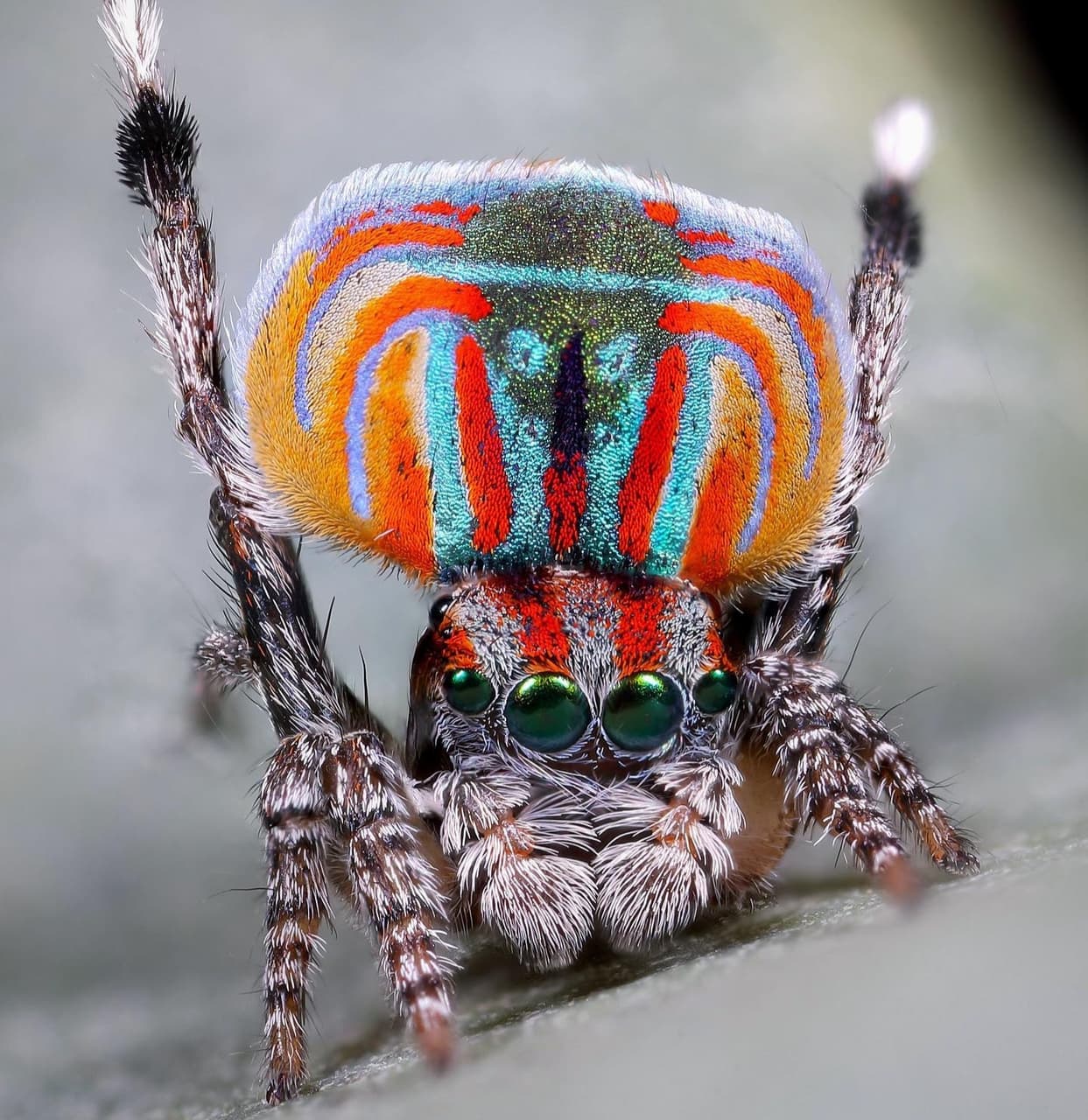 #分享 彩鳳開屏-華麗孔雀跳蛛（Maratus splendens）已放置防雷圖 - 昆蟲板 | Dcard
