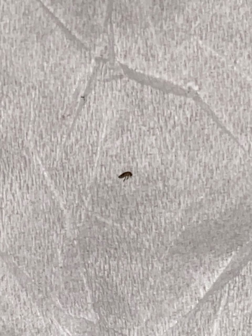 鑑定 請問這是什麼蟲? 昆蟲板 Dcard