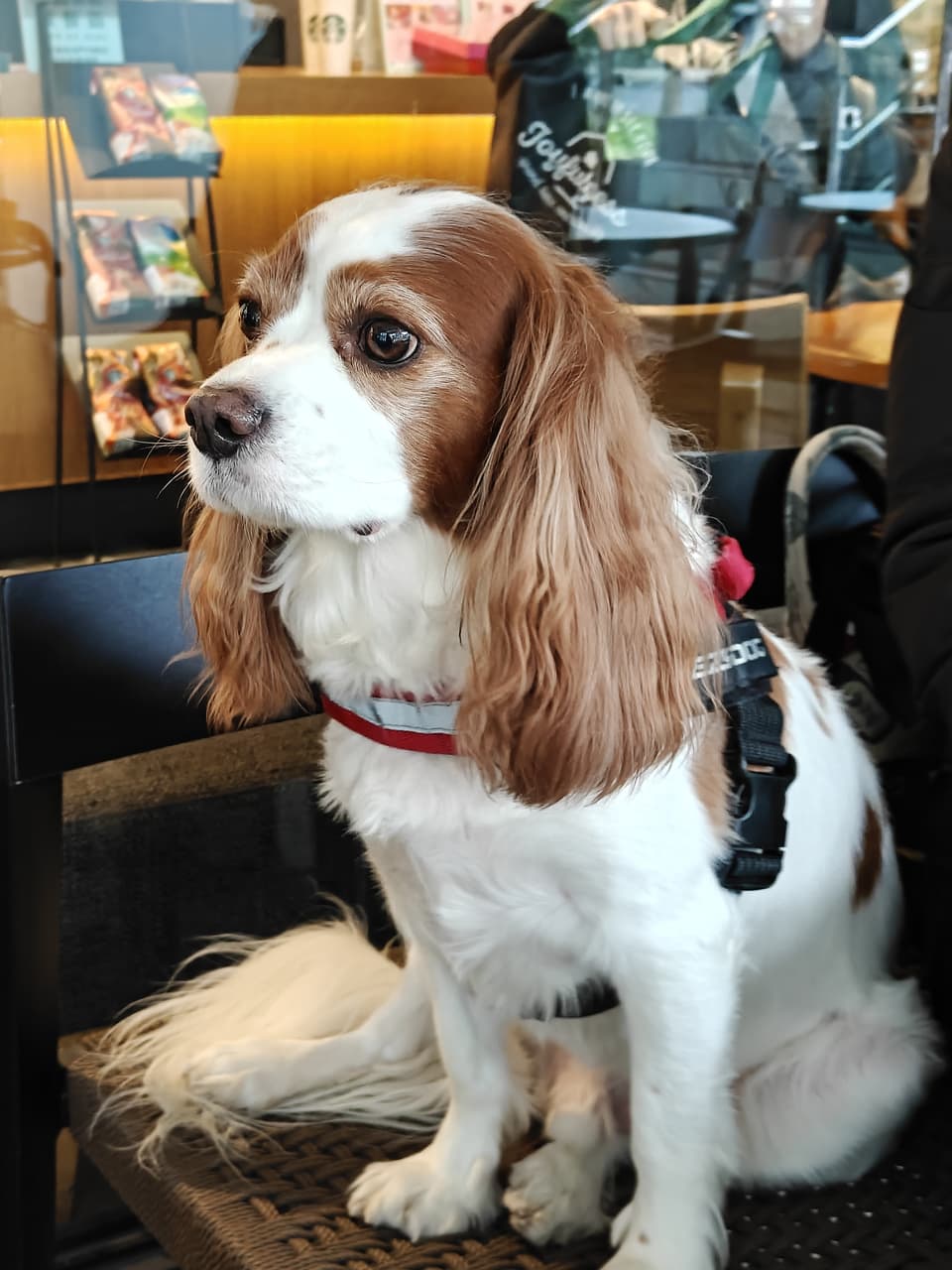 realme GT 7 Pro半個月心得 - 3C板 | Dcard