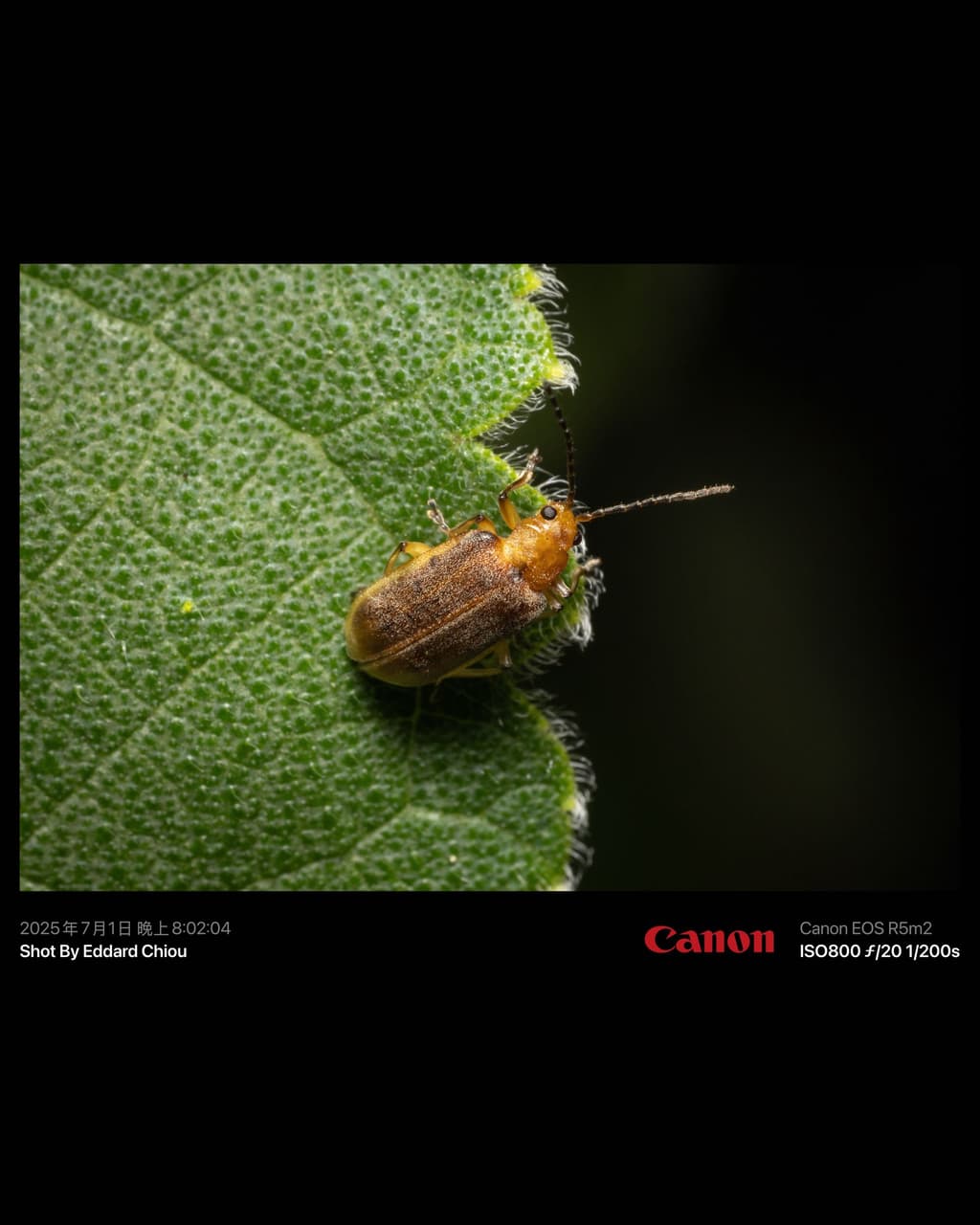 #分享 昆蟲攝影 5 - 昆蟲板 | Dcard