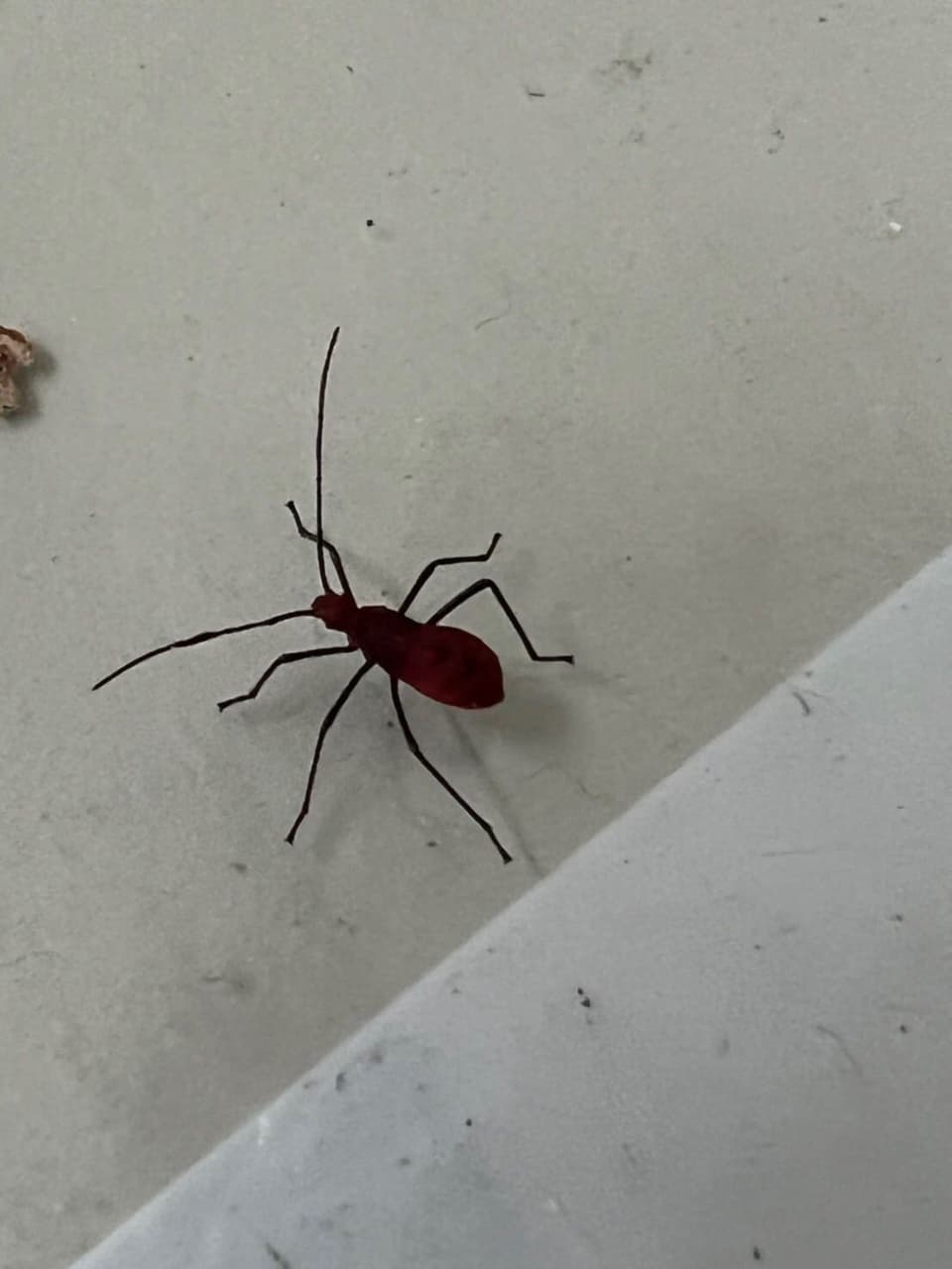 鑑定 請問這是什麼蟲蟲🐛 昆蟲板 Dcard