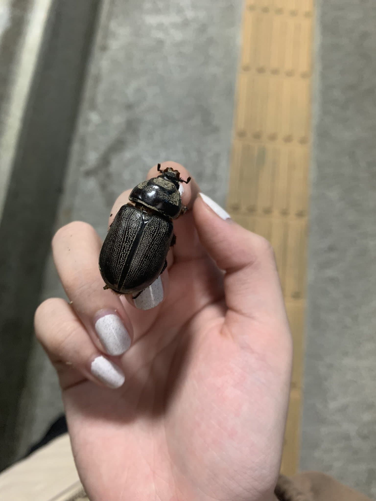鑑定 看起來像糞金龜的蟲蟲 昆蟲板 Dcard
