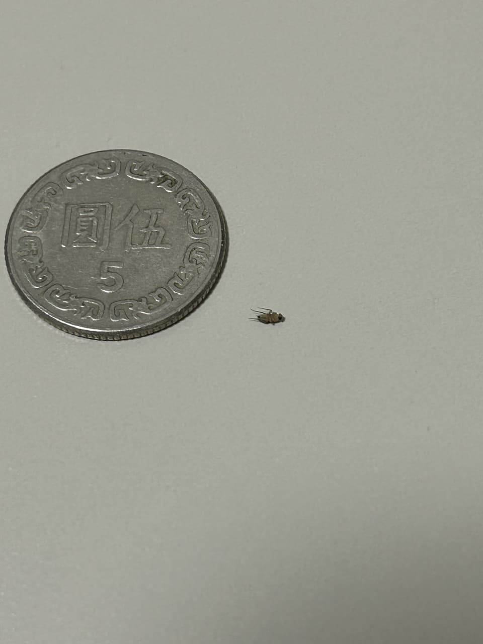 鑑定 請問這是跳蚤嗎 昆蟲板 Dcard