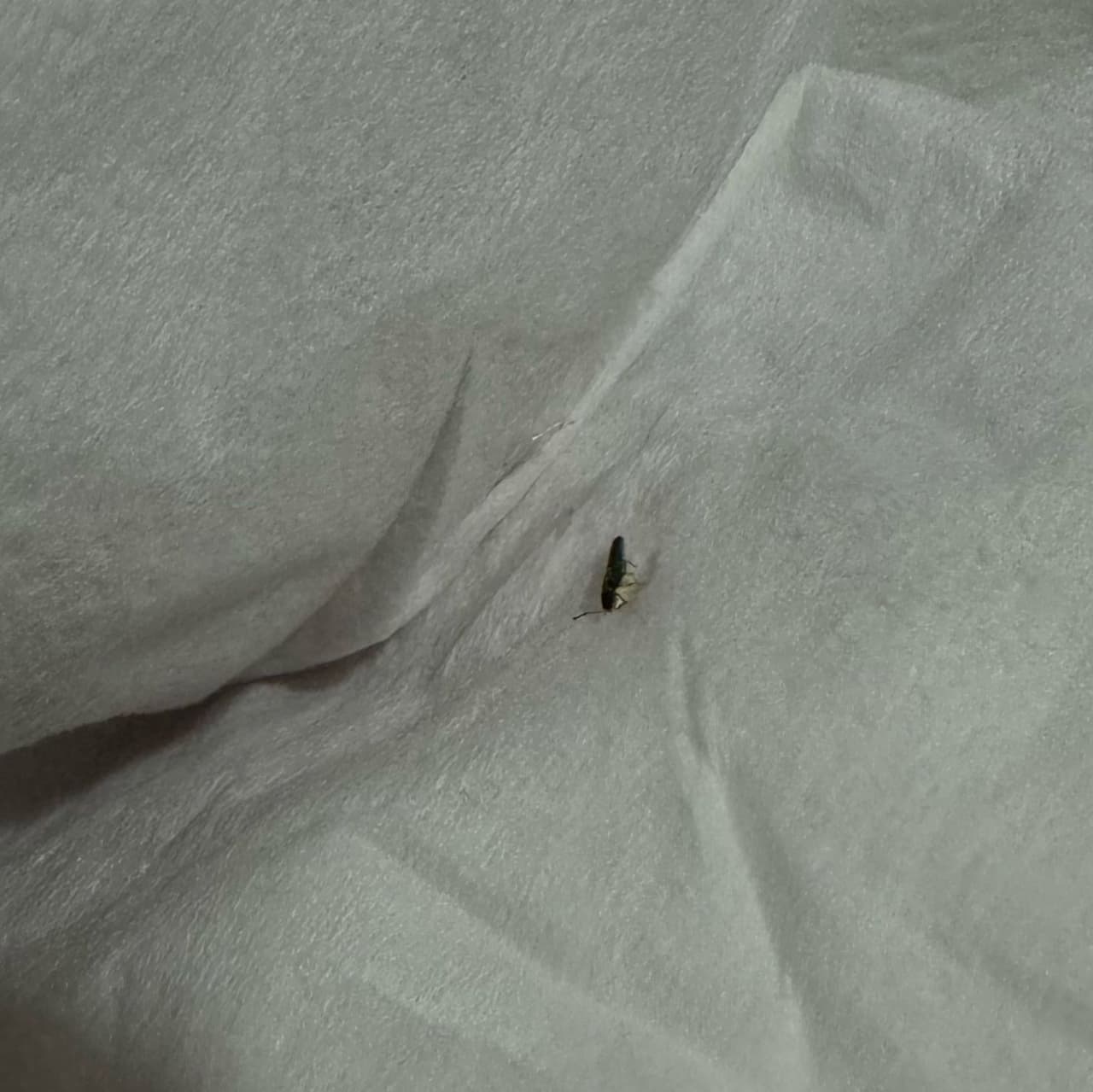 鑑定 請益 這是什麼蟲? 昆蟲板 Dcard