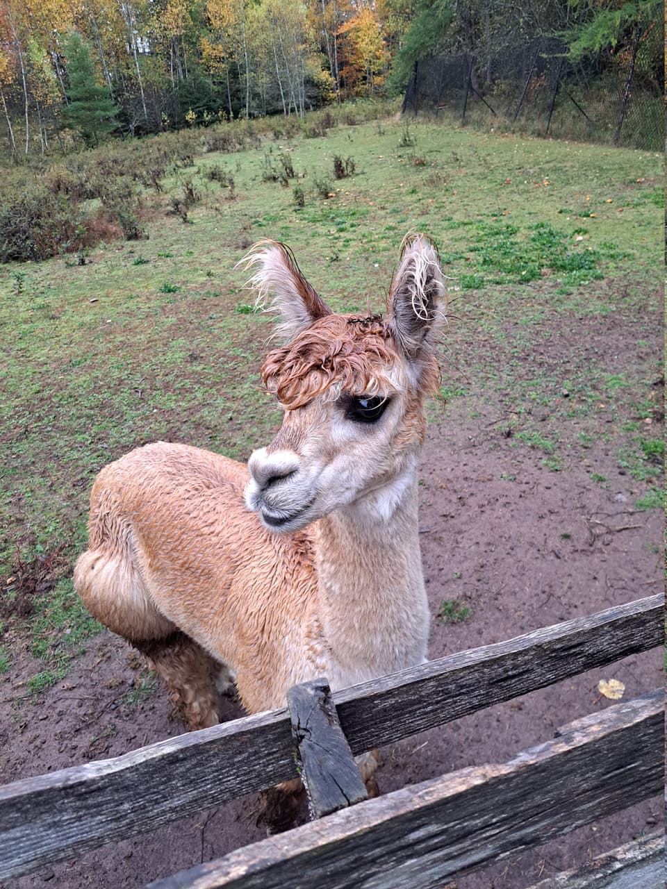 加拿大羊駝農場換宿日記1 - 打工度假板 | Dcard