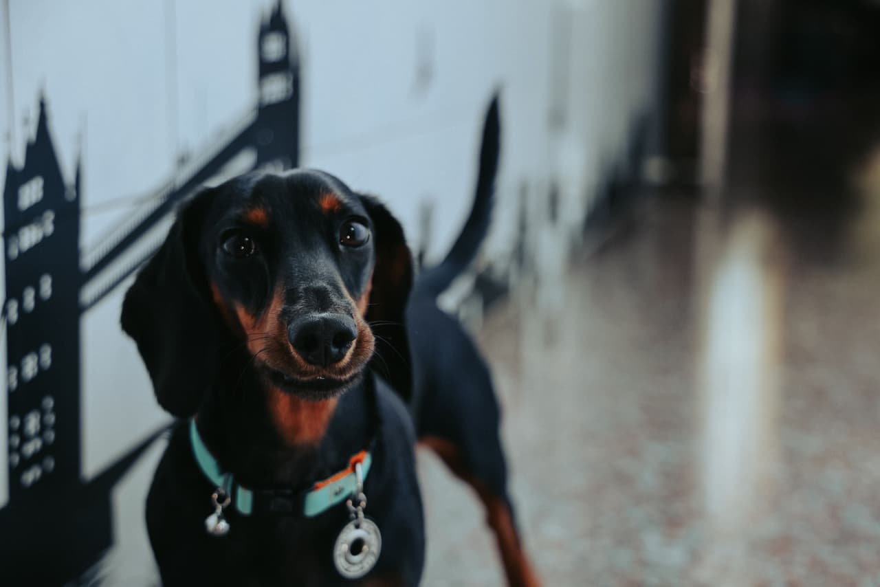 攝影作品分享 - 噴水的鯨魚 (@jimmy_hug) | Dcard