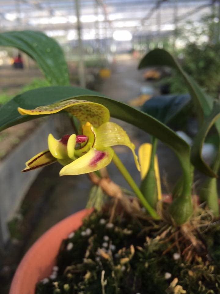 #圖 #蘭花 #蕨類 離開狄卡一年,我回來了,來些平常看不太到的畫面 - 寵物板 | Dcard