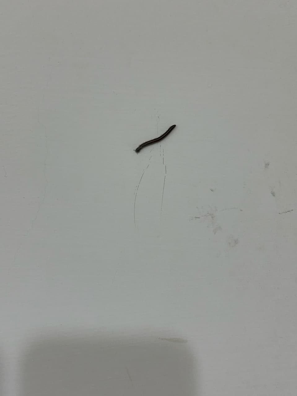 請益 請益 昆蟲板 Dcard