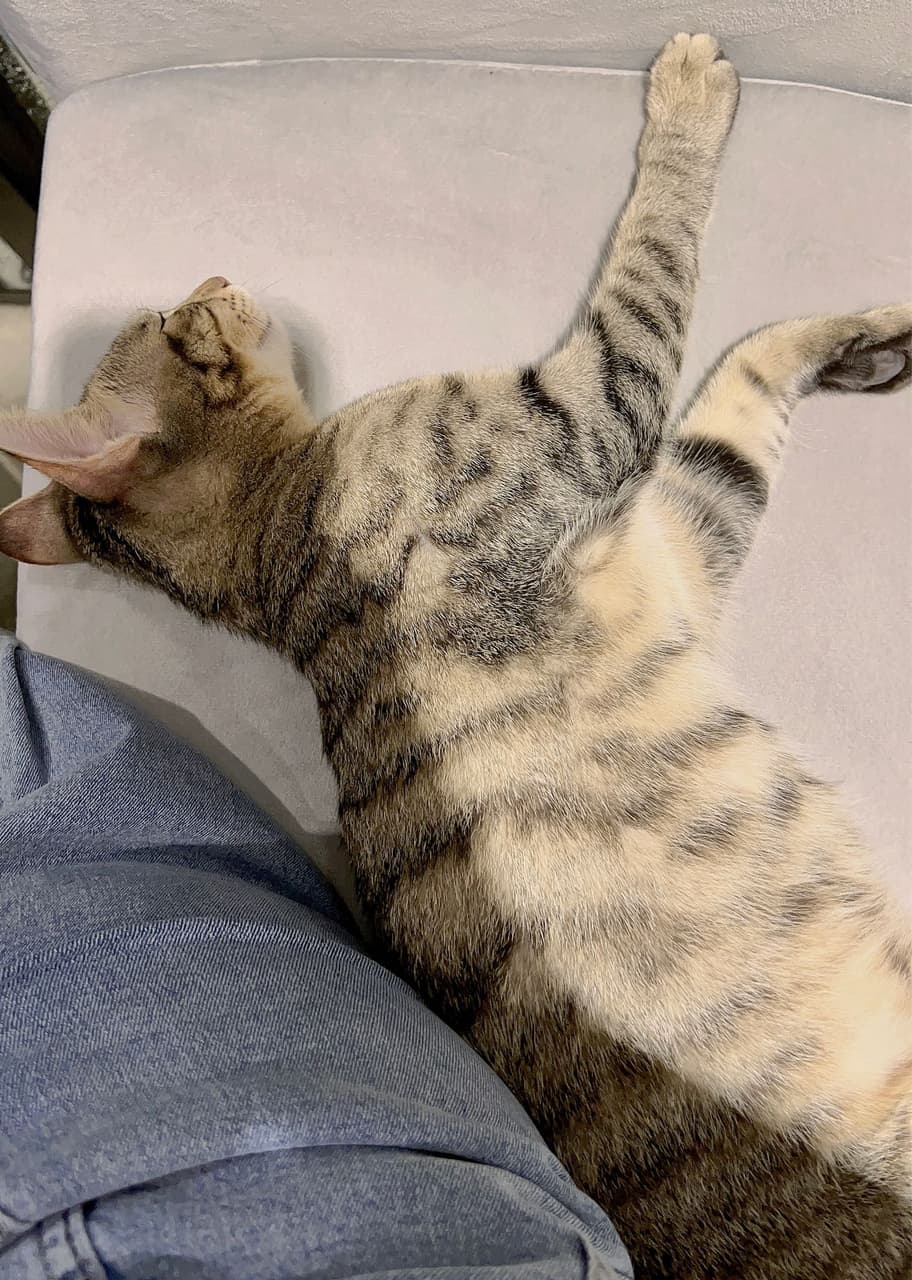 有貓就給讚😻想再二訪的貓咪咖啡廳 - 呷雯卿 (@wenc1227) | Dcard