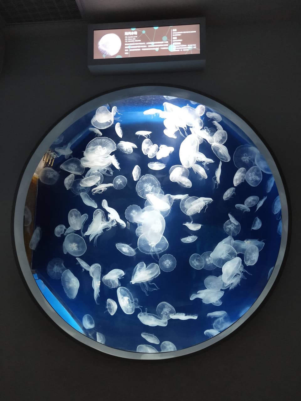 Xpark 照片分享 - 神隱少女 (@dory.fish) | Dcard