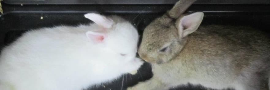 茶兔編🐰 (@cha_rabbit) | Dcard