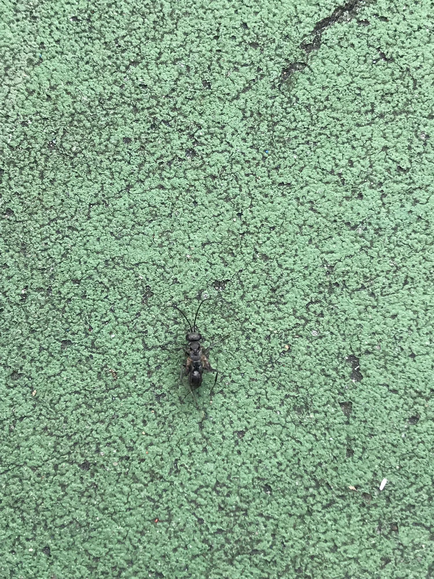 請益 請益 這是什麼蟲蟲 昆蟲板 Dcard