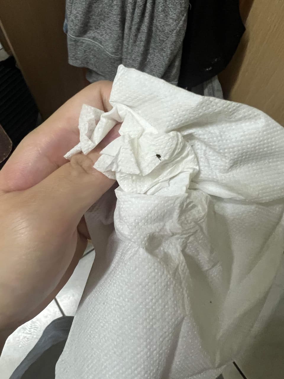 請益 請問這是跳蚤嗎 昆蟲板 Dcard