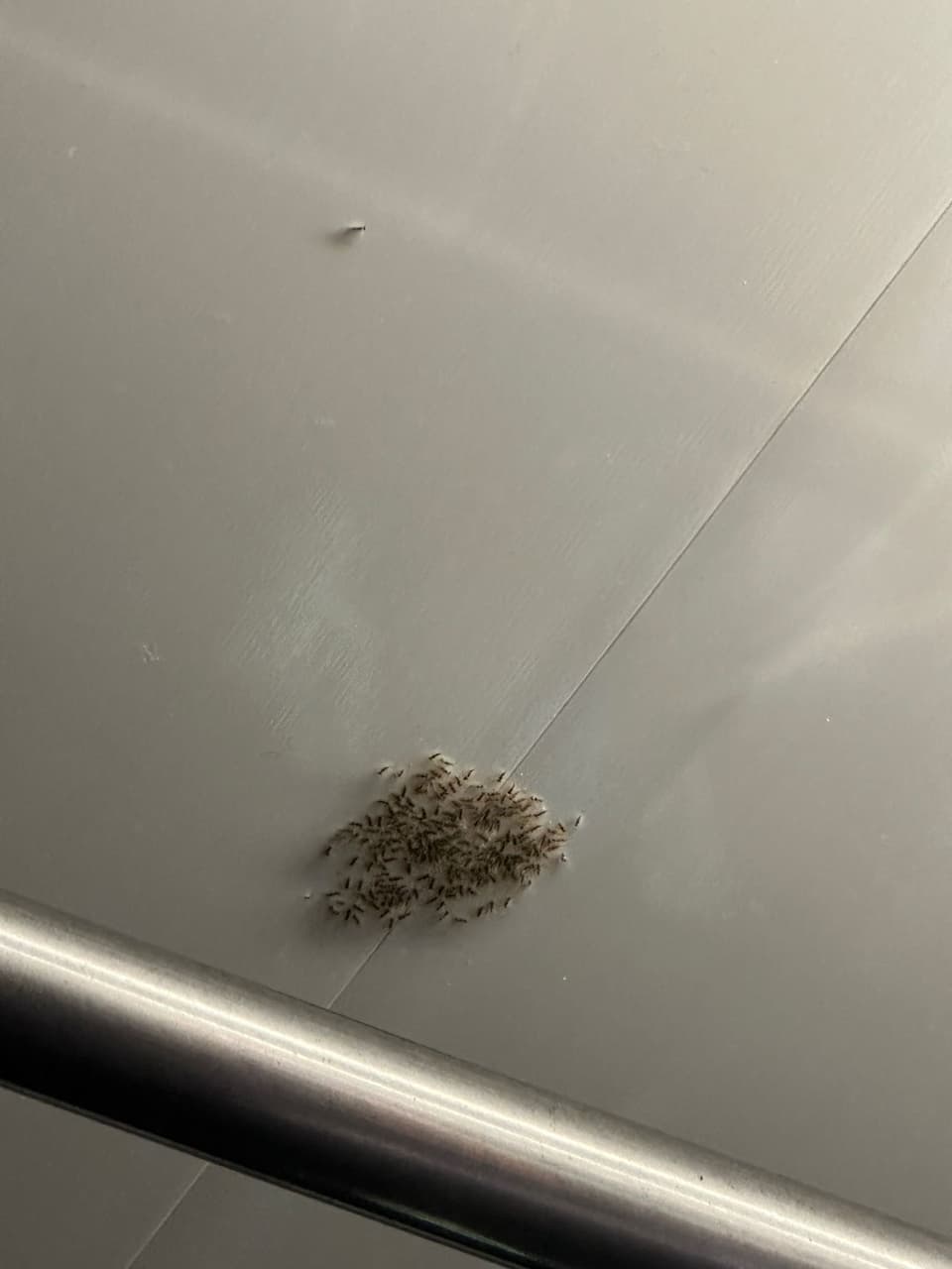 鑑定 請問這是什麼蟲🐛 昆蟲板 Dcard