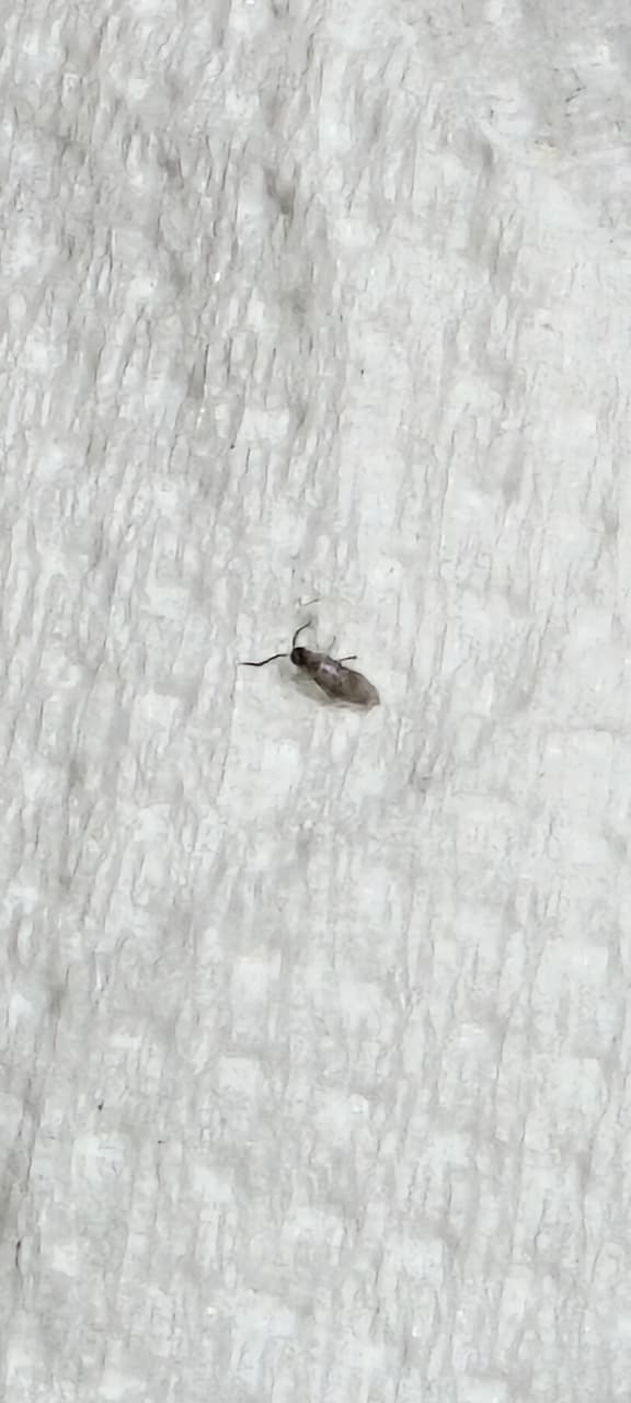 請益 請問這是甚麼蟲 昆蟲板 Dcard