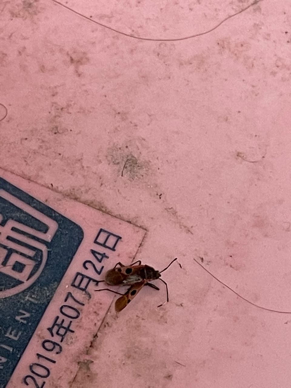 請益 請問這是什麼昆蟲 昆蟲板 Dcard
