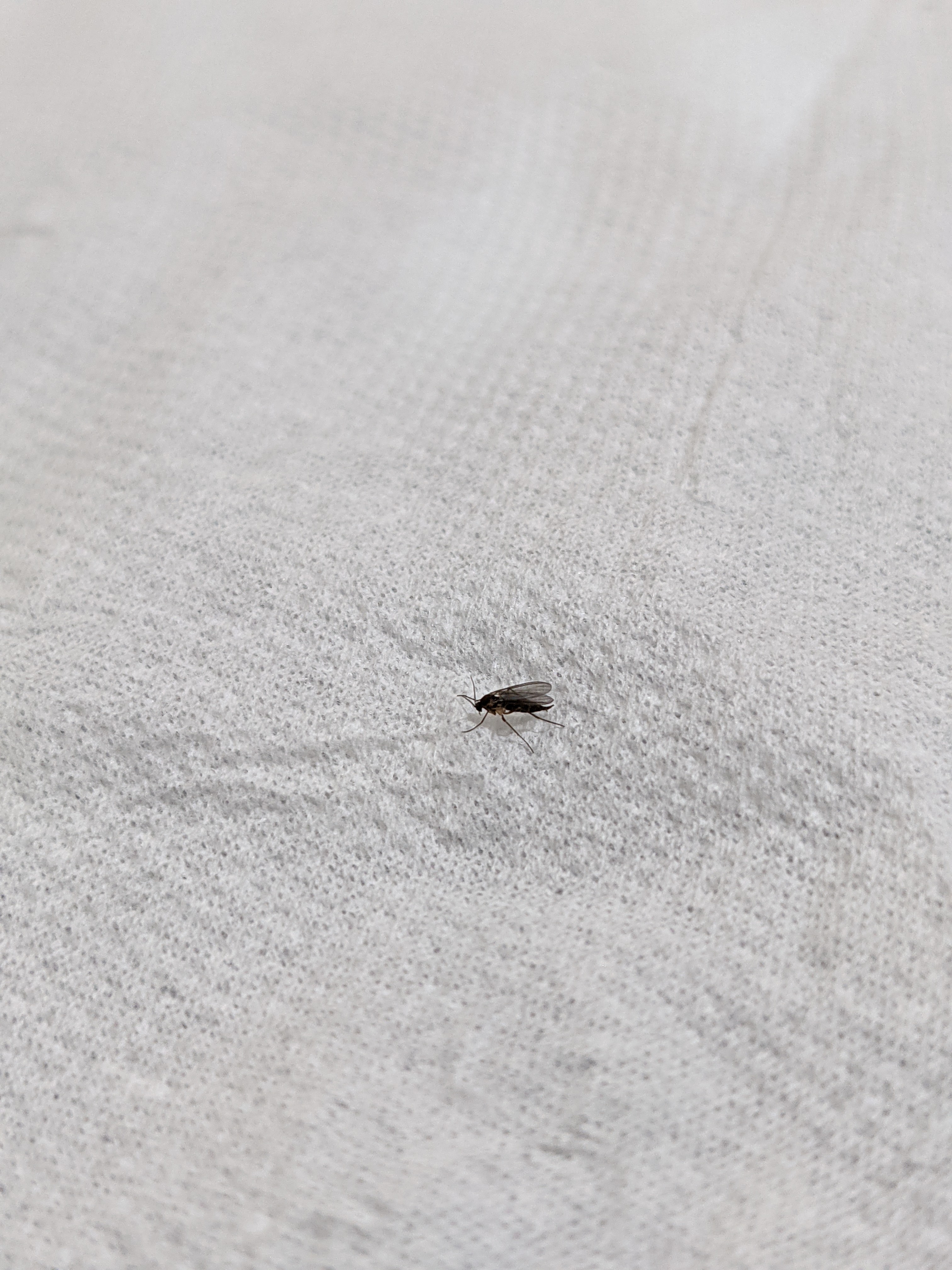鑑定 請問這是什麼昆蟲？ 昆蟲板 Dcard