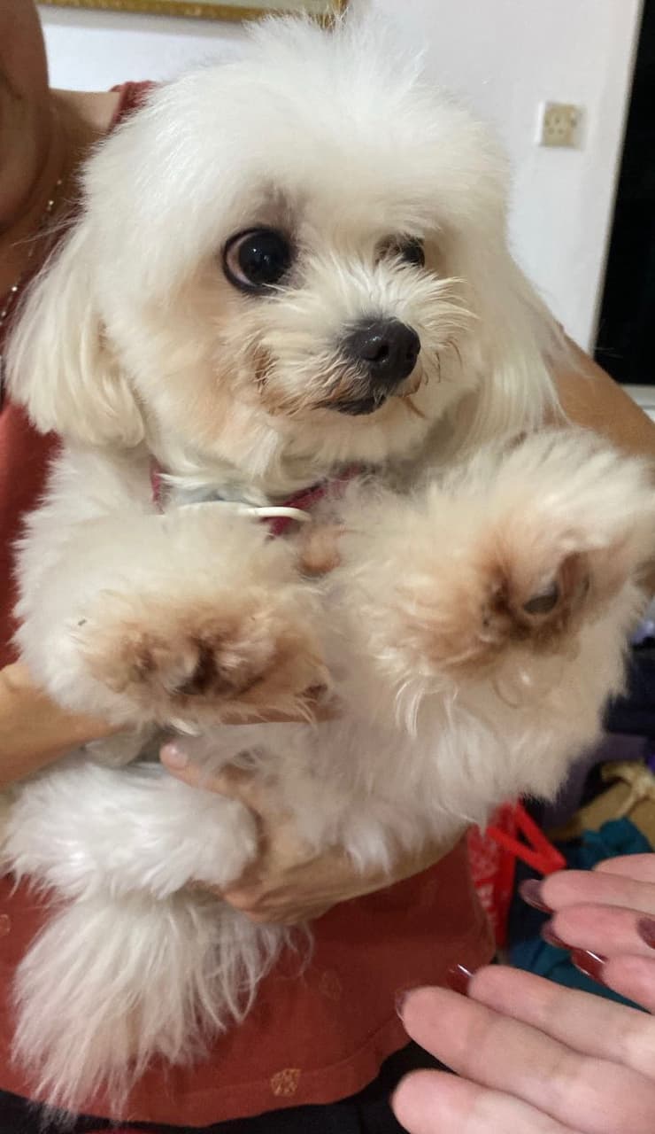 宠物板首PO yeah🎉 - MY_Pets板 | Dcard