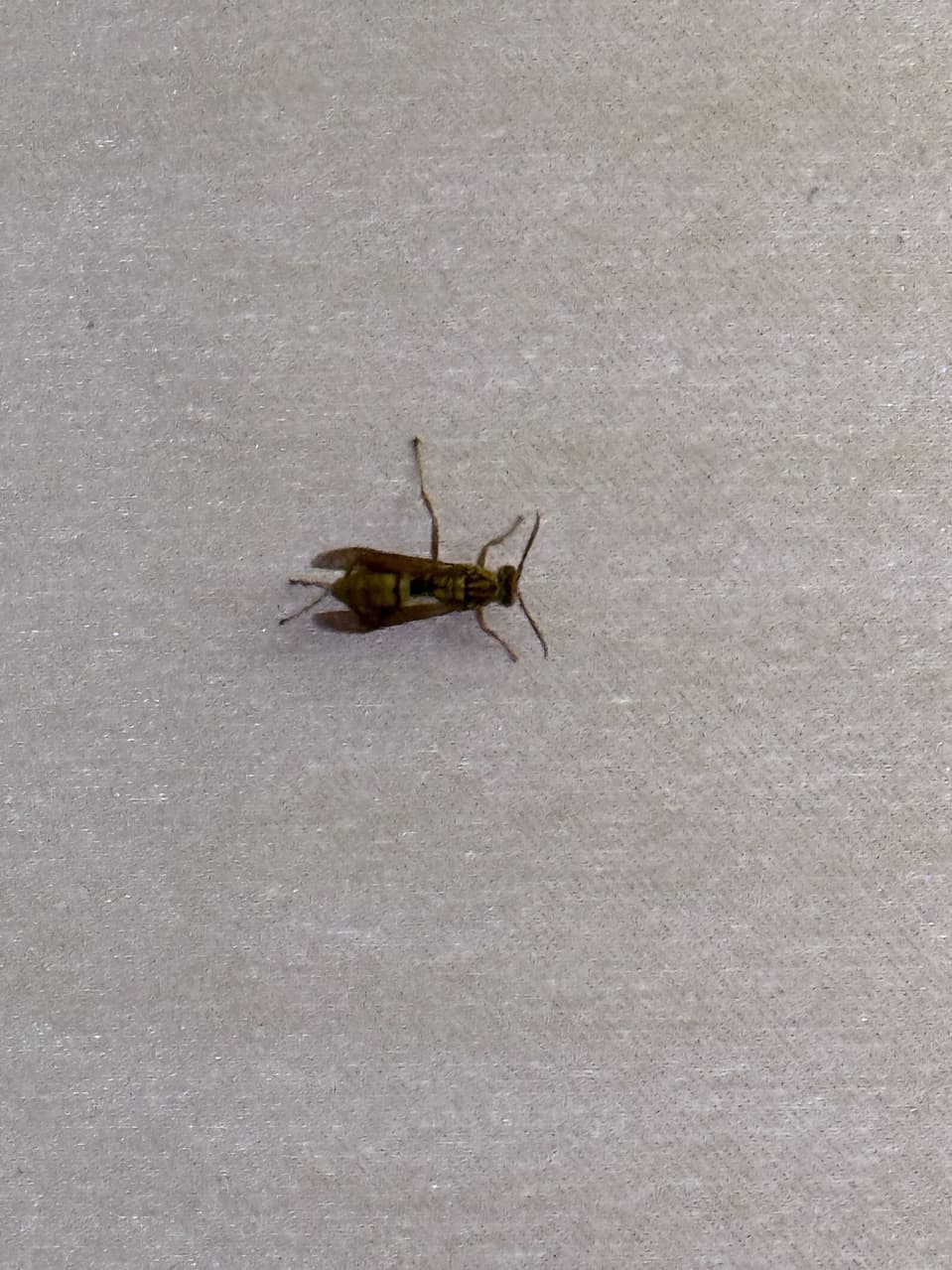請益 這是什麼蟲😵 昆蟲板 Dcard