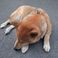 跑咖人生 •ᴗ• (@iris23631) | Dcard