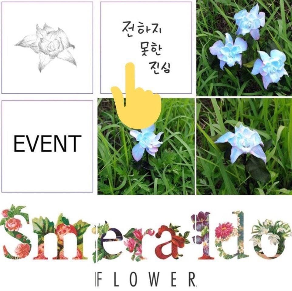 Smeraldo Flower Logo | Best Flower Site