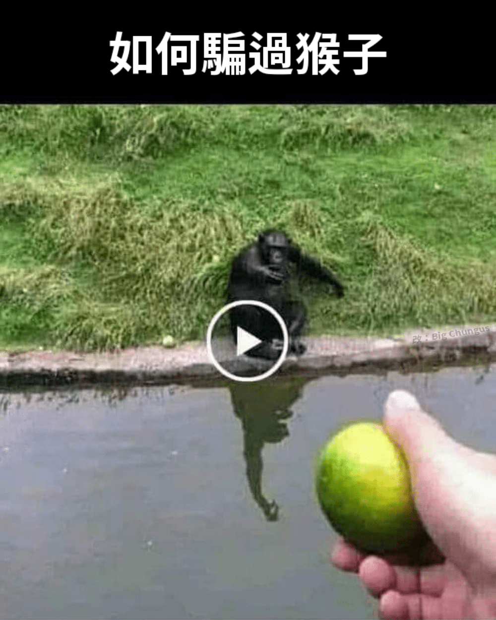 #二創 如何騙過猴子 - 梗圖板 | Dcard