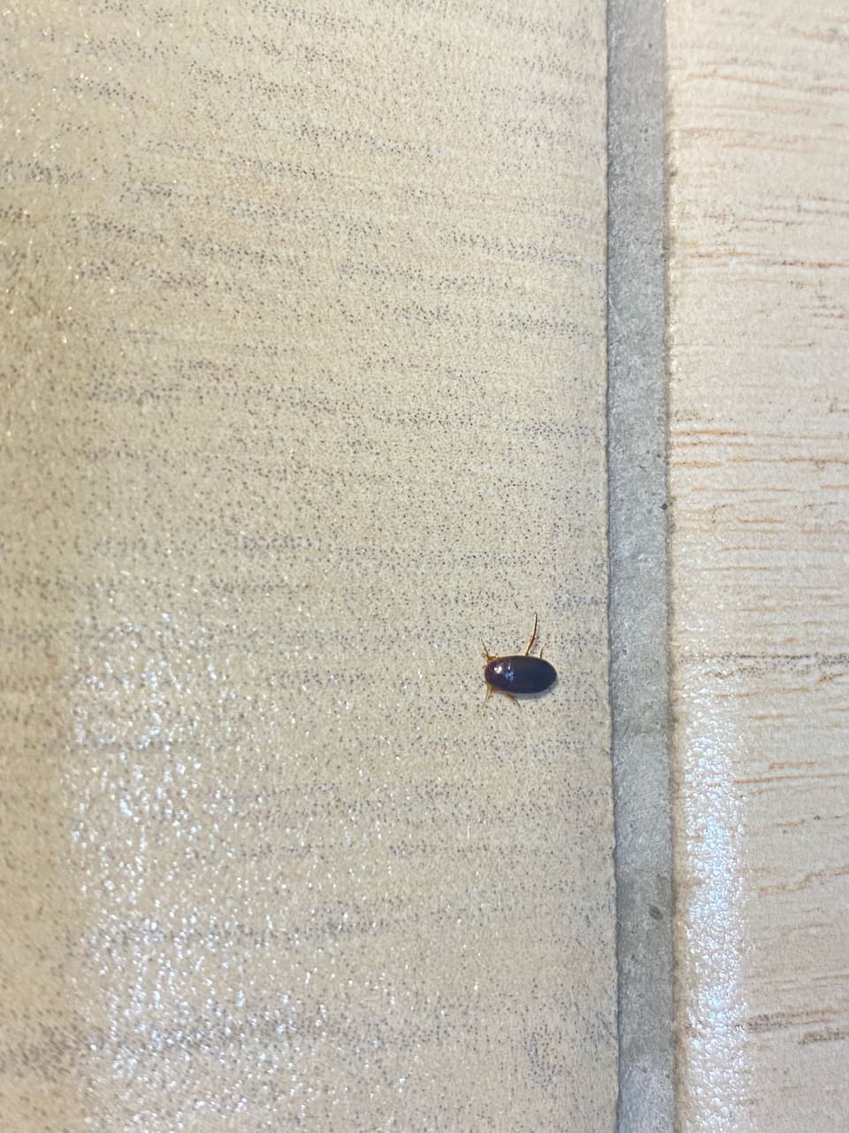 請益 請問這是什麼蟲?謝謝🙏 昆蟲板 Dcard