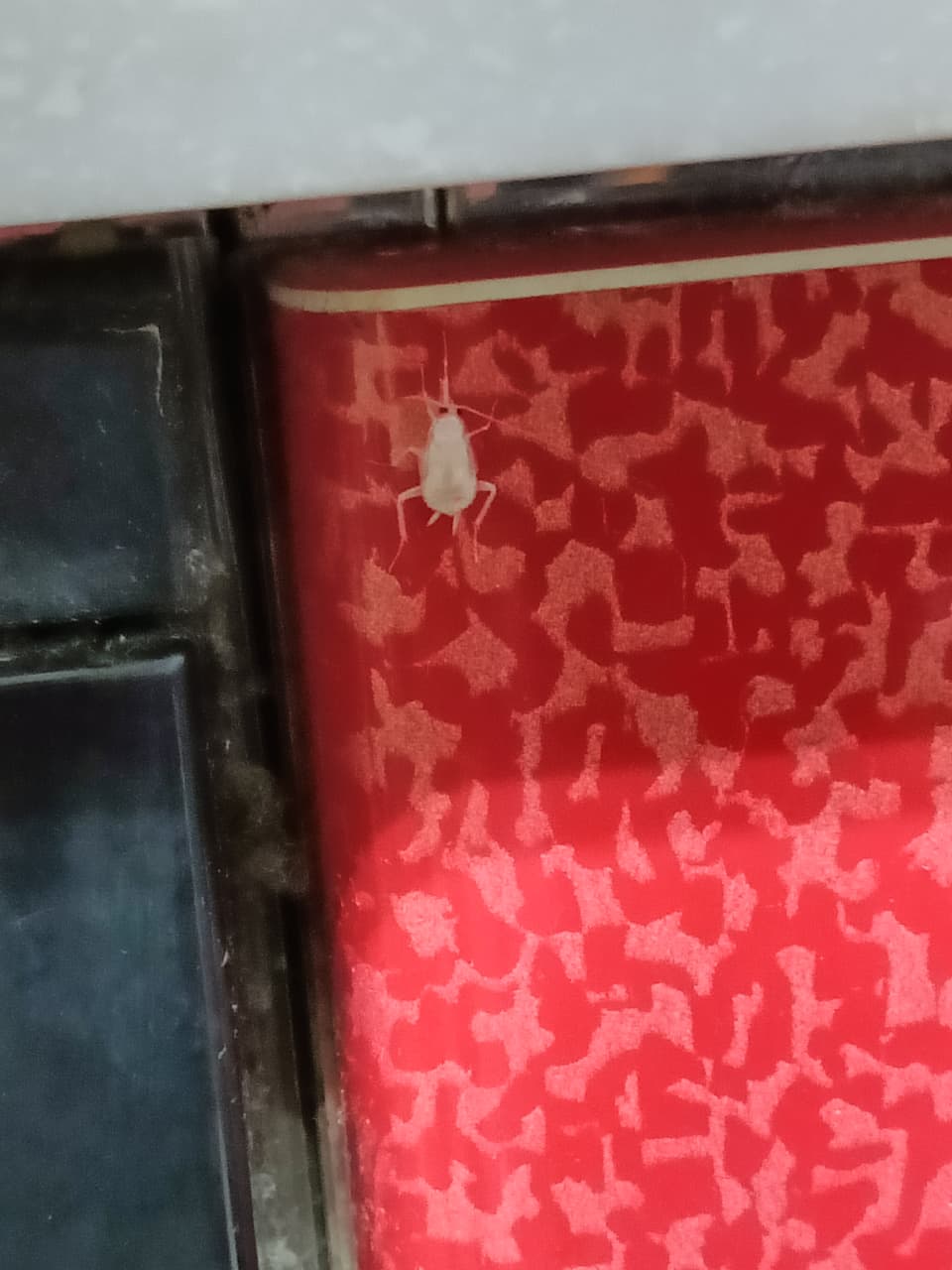 請益 請益 鑑定 蟑螂 昆蟲板 Dcard