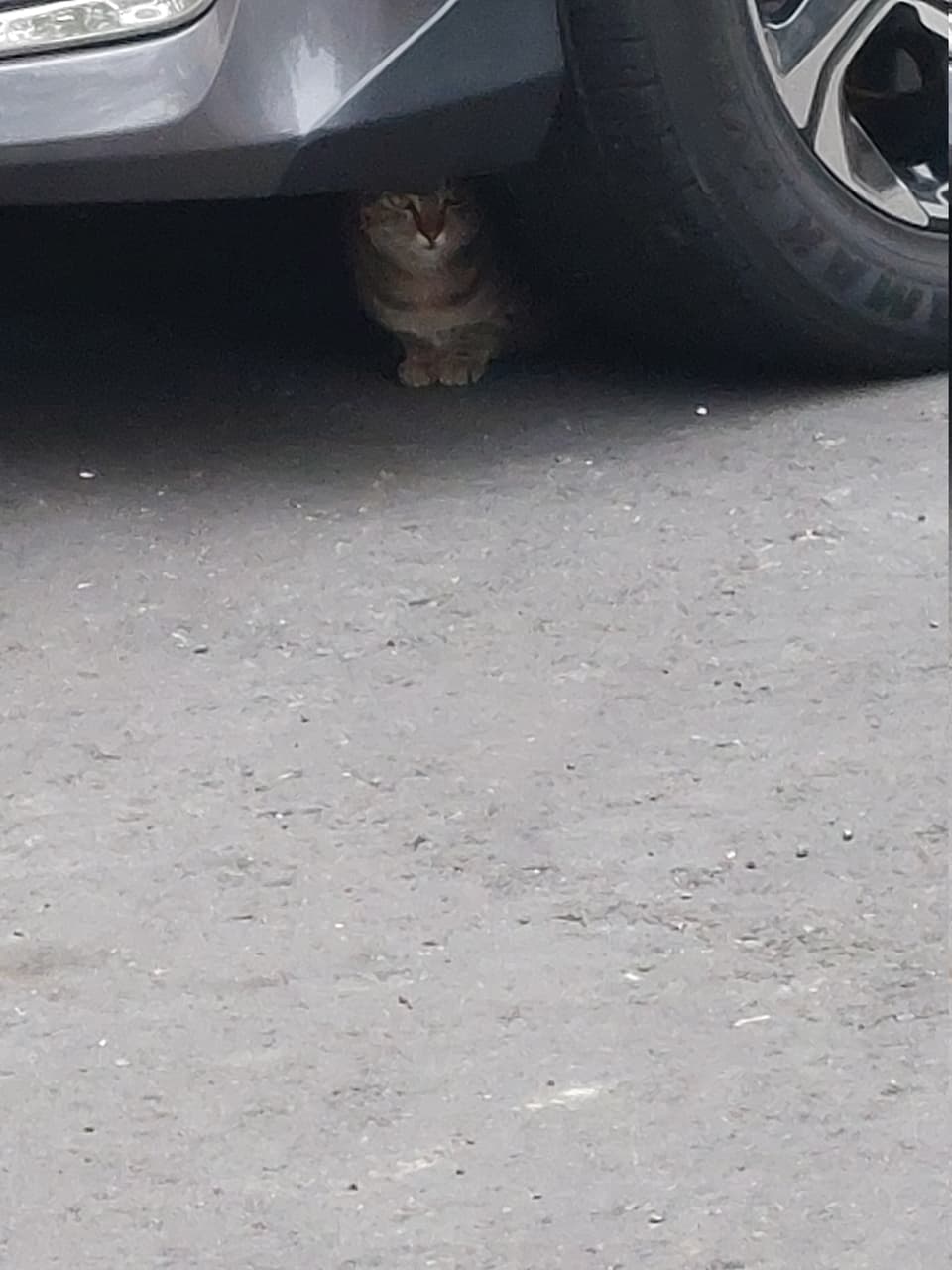 Nothing. Just some random cat pics. Note. There are more in comments ...